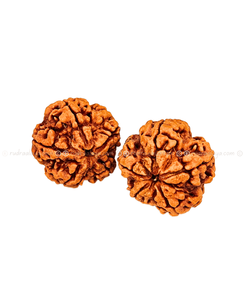 5 Mukhi Nepali Rudraksha - Amla - Pathari - Big Collector - Rudraalaya