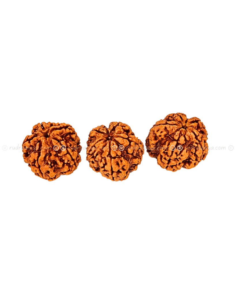 5 Mukhi Nepali Rudraksha - Amla - Pathari - Big Collector - Rudraalaya