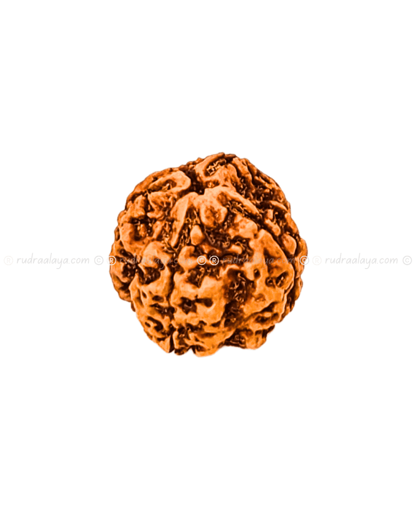4 Mukhi Nepali Rudraksha - Pathari Big Collector (rare) - Rudraalaya